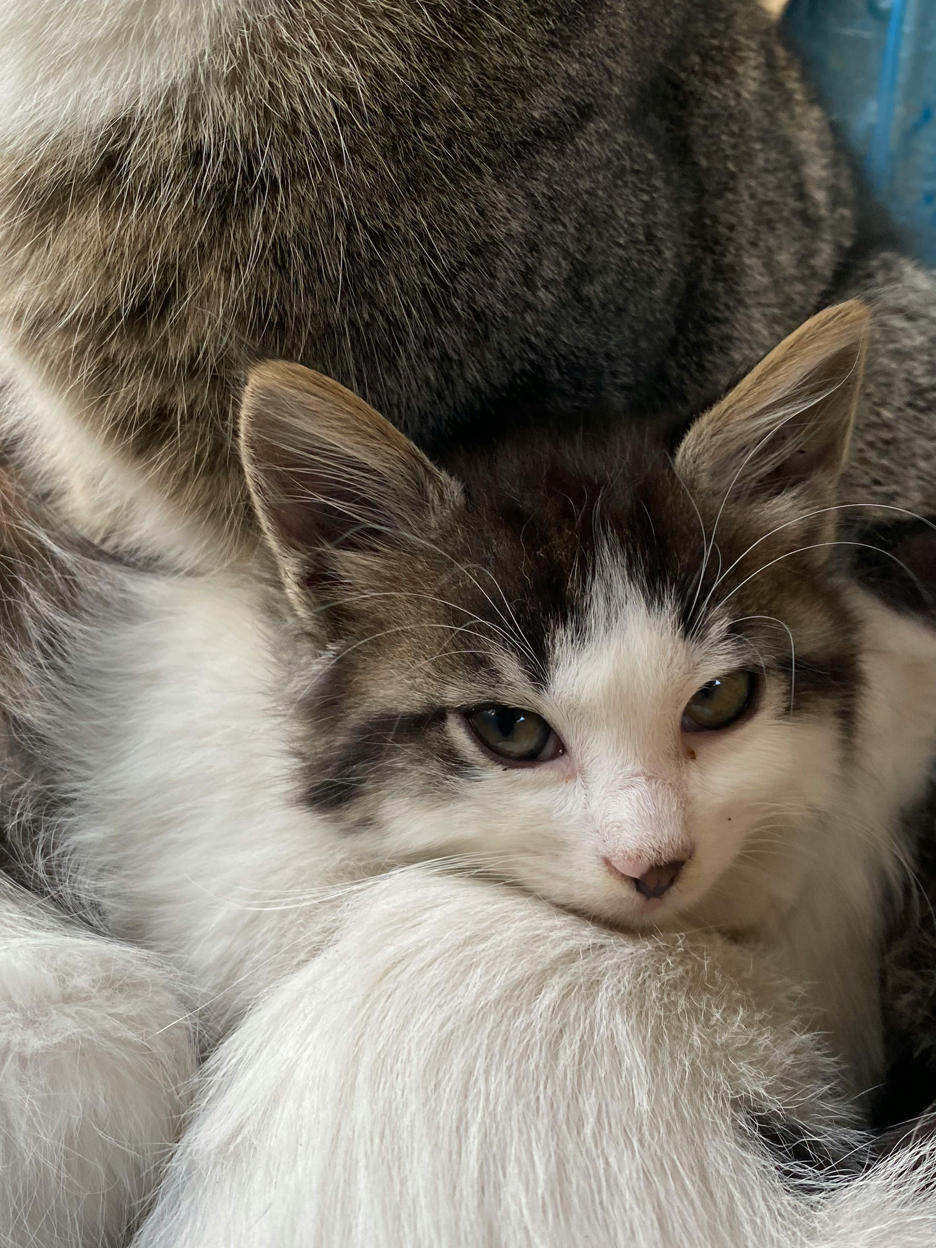 More Than Furniture: How to Choose the Best Cat Tree for Your Home | 4Pets Club – 4PETS.CLUB